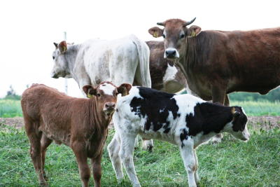 Nadomestilo za rejce govedi | KGZ Slovenije